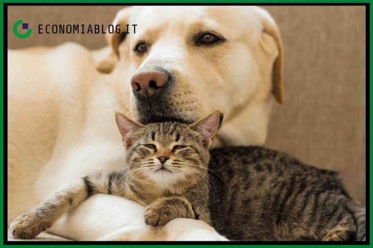 Quanto costa avere un cane oppure un gatto? Ecco cosa sapere prima di ...